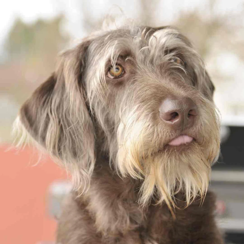 Training Labradoodles - A Realistic & Honest Labradoodle Training Guide ...