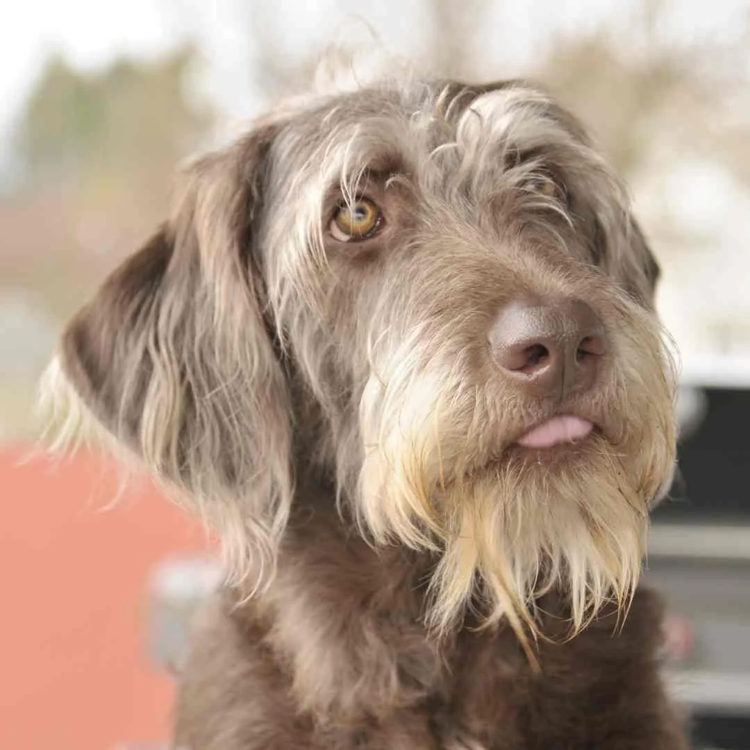 Training Labradoodles - A Realistic & Honest Labradoodle Training Guide ...