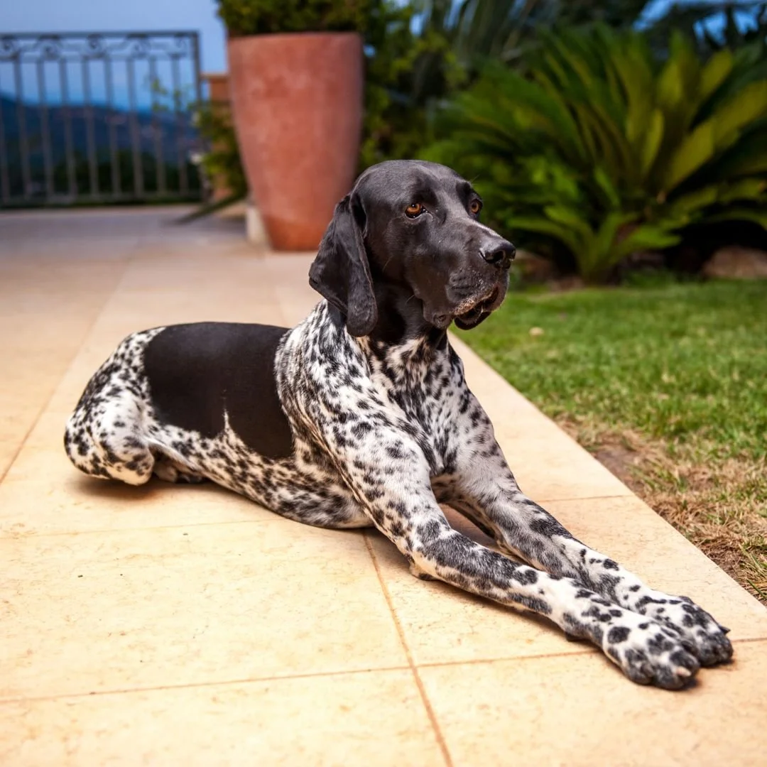 Training GSP - A Realistic, Honest GSP Training Guide — Best Mate Dog ...