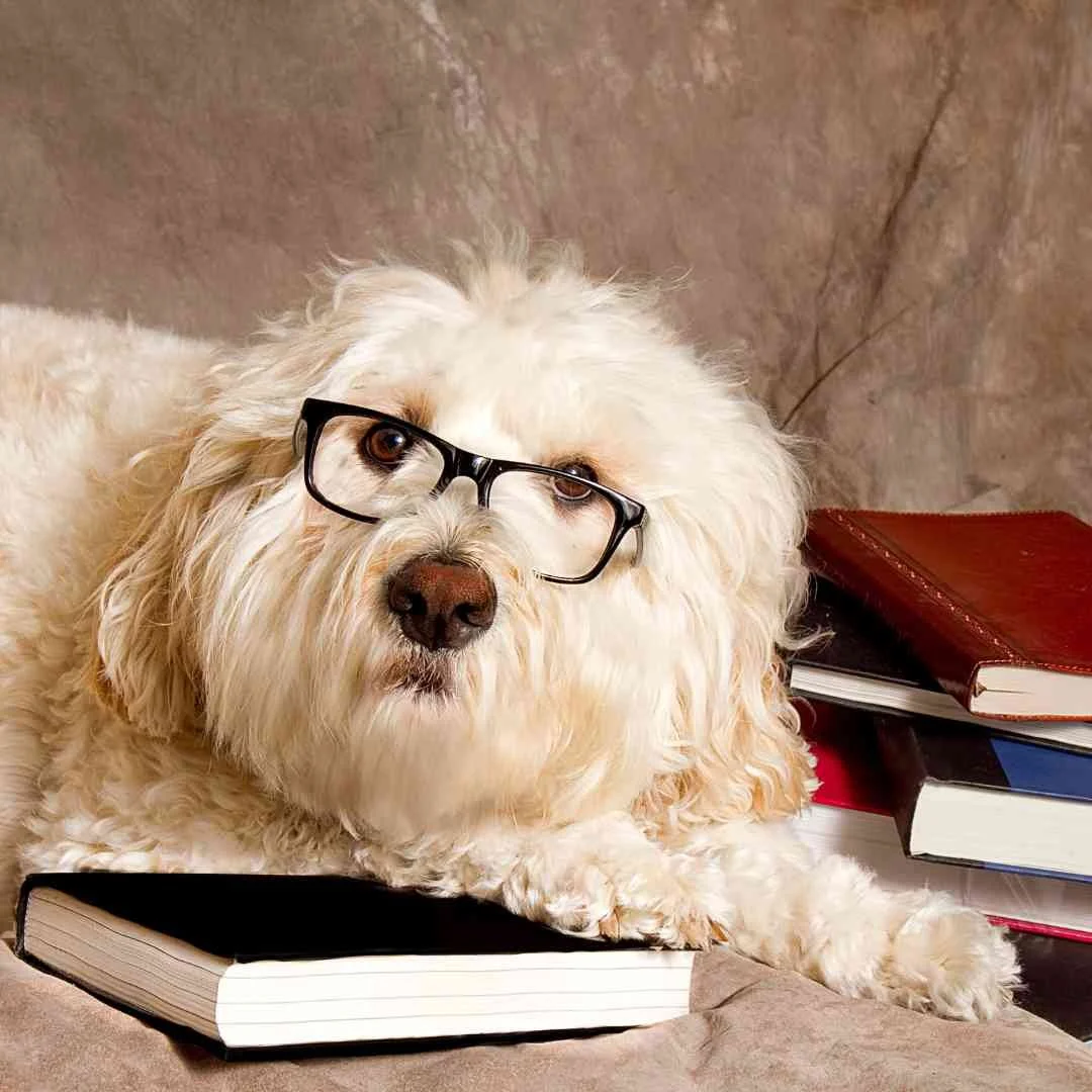 The Realistic, Honest Guide to Overexcited Dogs — Best Mate Dog ...