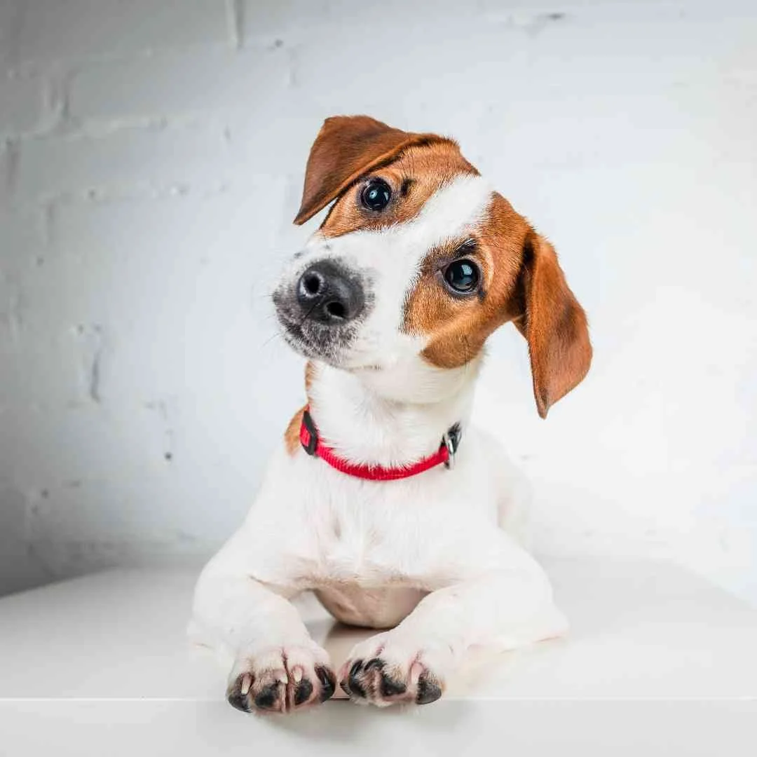 Training Jack Russells - A Realistic, Honest JRT Training Guide — Best ...