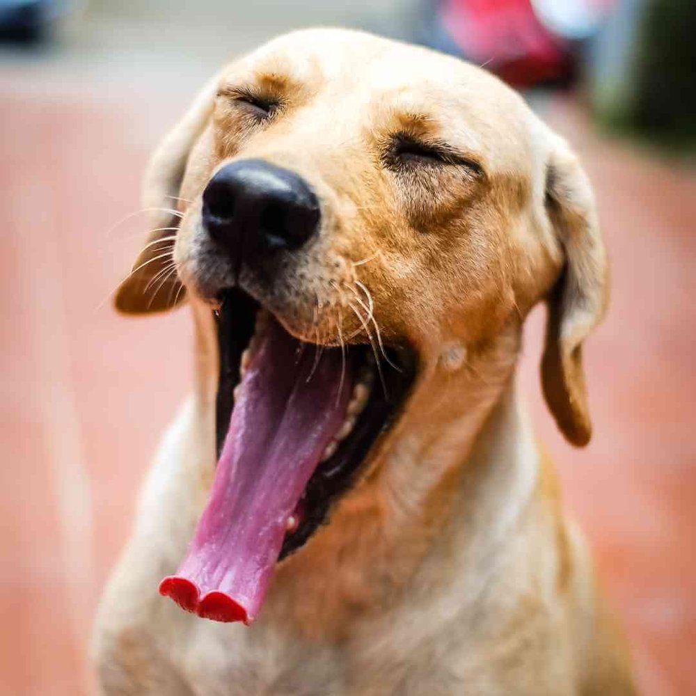Training Anxious Dogs - The Realistic, Honest Guide to Anxious Dog ...