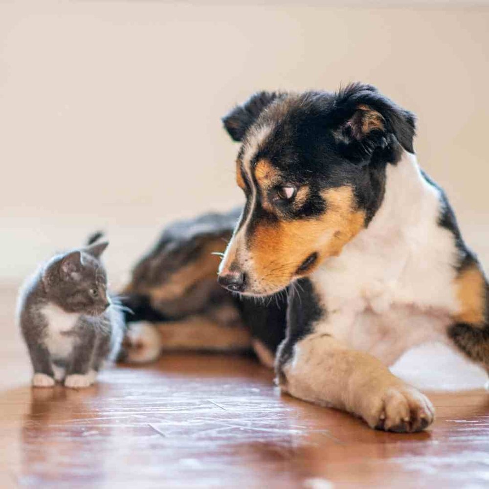 The honest, in-depth guide to stopping your dog chasing cats — Best ...