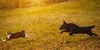 The honest, in-depth guide to stopping your dog chasing cats — Best ...