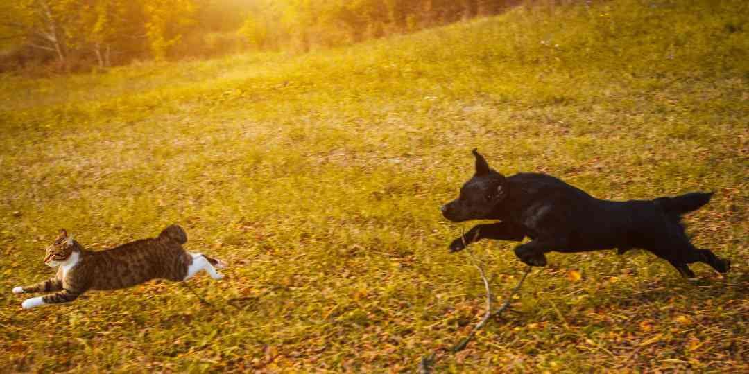 The honest, in-depth guide to stopping your dog chasing cats — Best ...