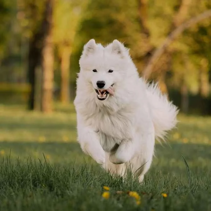 Training Samoyeds - The Realistic, Honest Samoyed Training Guide — Best ...