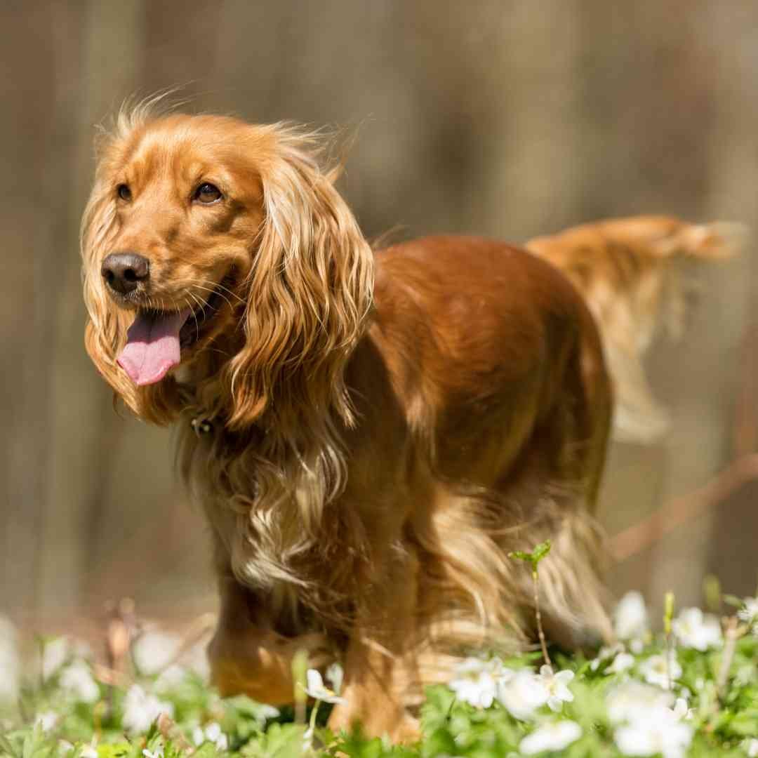 Training Cocker Spaniels - A Realistic, Honest Cocker Spaniel Training ...