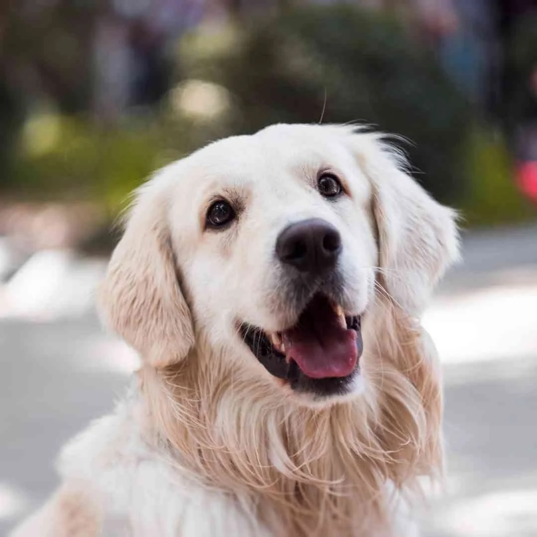 Dog Training for Adult Dogs - A Realistic, Honest Adult Dog Training ...
