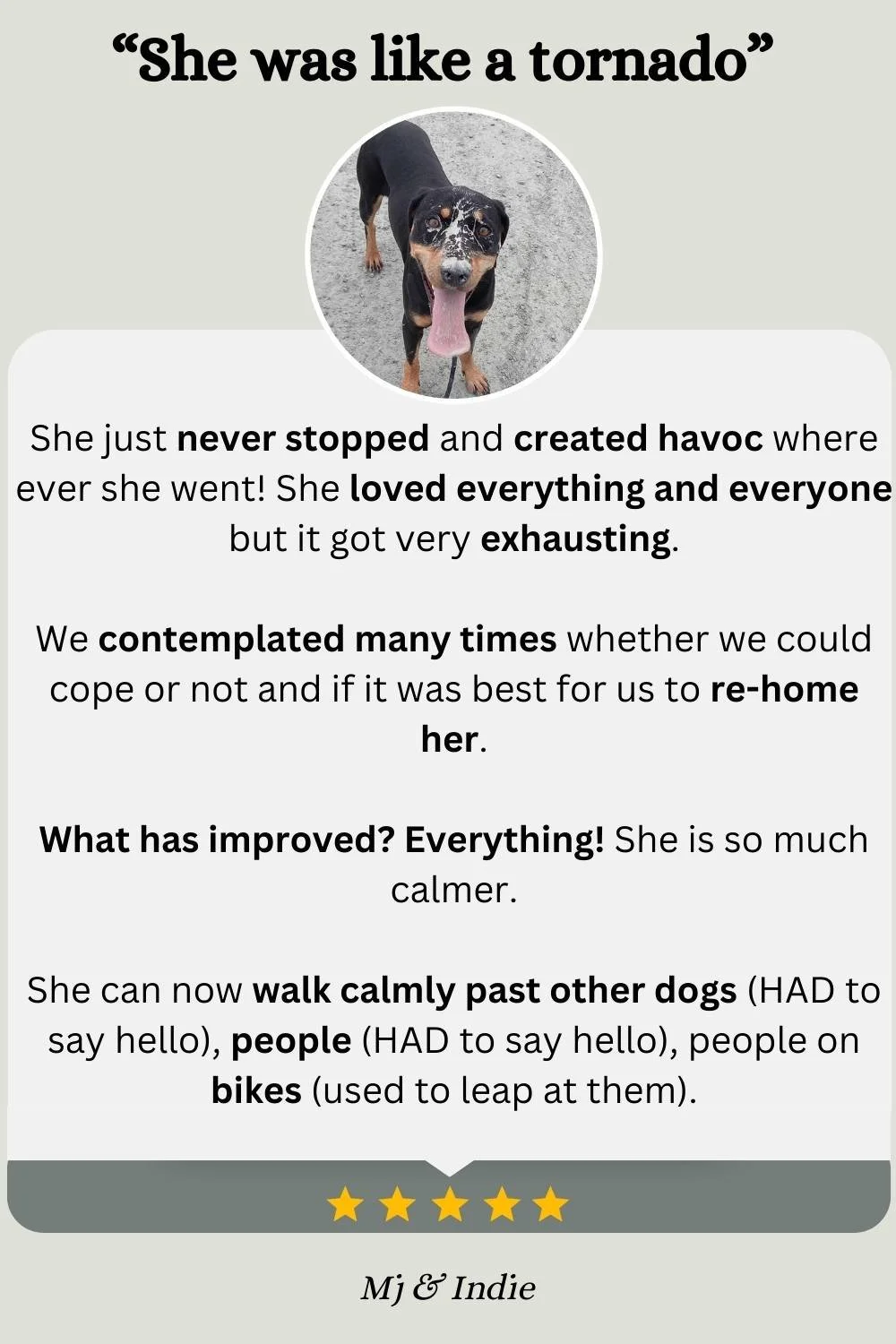 Dog ADHD & Hyperactive Dogs - The realistic, honest guide. — Best Mate ...