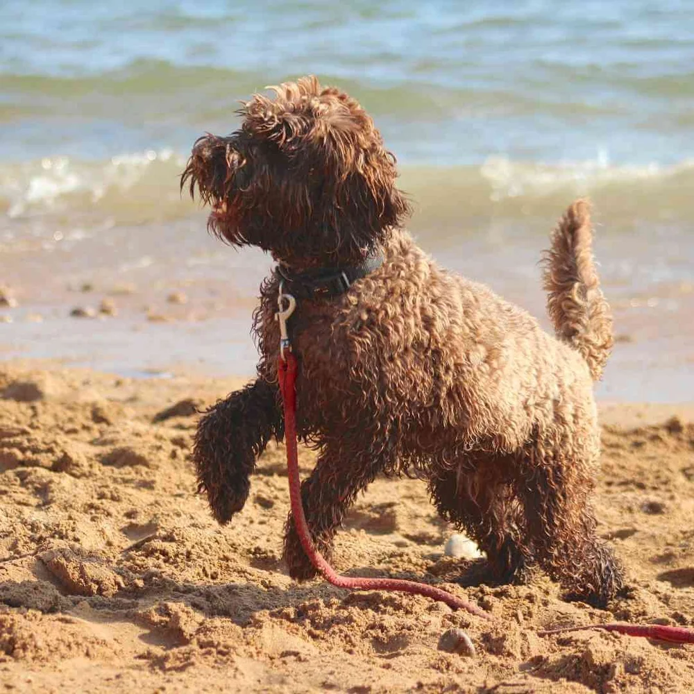An Honest Guide to Cockapoo Pros and Cons — Best Mate Dog Training ...