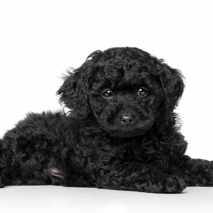 Training a Poodle - a Realistic, Honest Poodle Training Guide — Best ...
