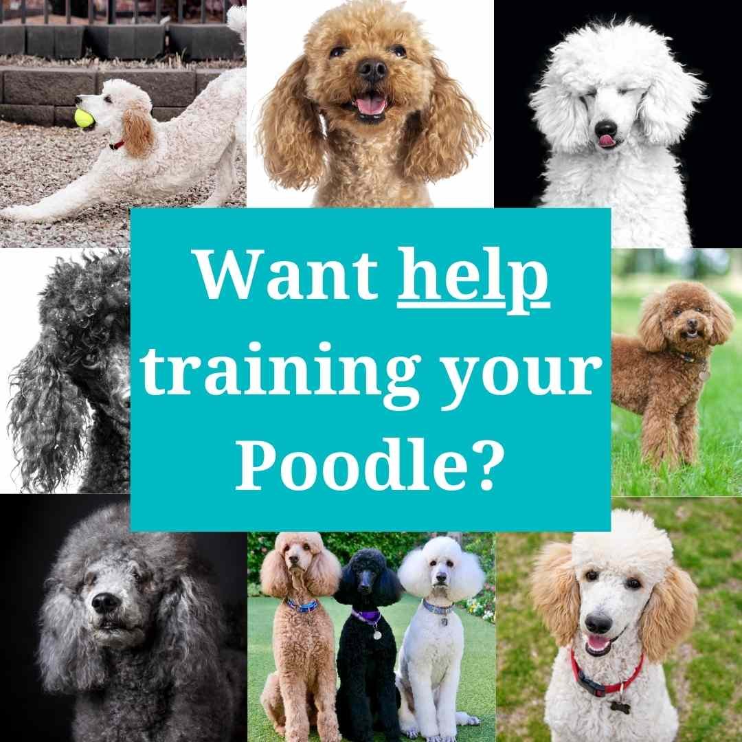 Training a Poodle - a Realistic, Honest Poodle Training Guide — Best ...
