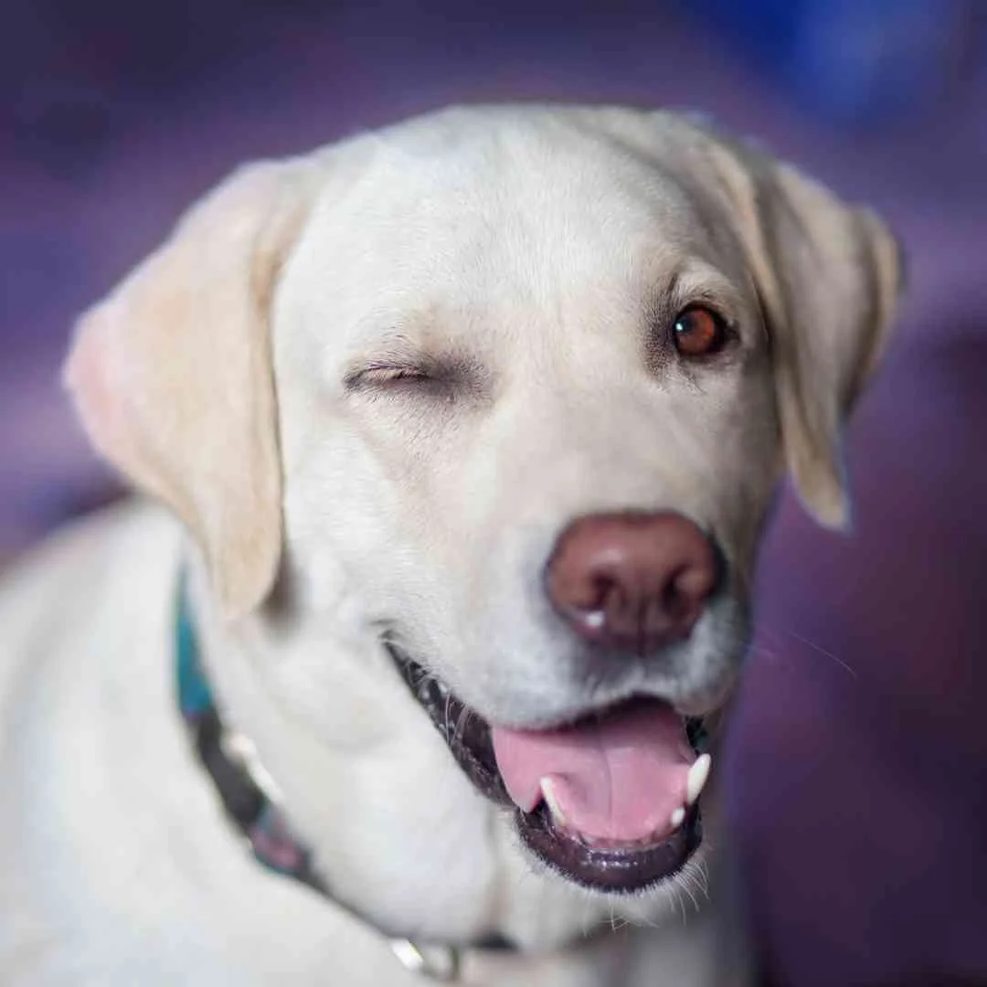 Training Anxious Dogs - The Realistic, Honest Guide to Anxious Dog ...
