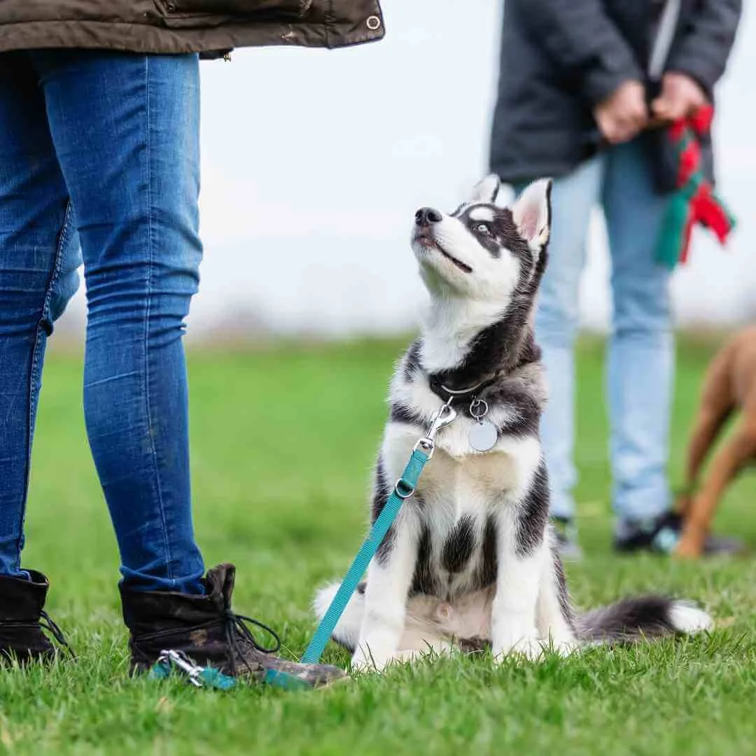 Dog Training for Adult Dogs - A Realistic, Honest Adult Dog Training ...