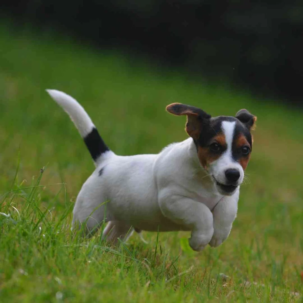 Training Jack Russells - A Realistic, Honest JRT Training Guide — Best ...