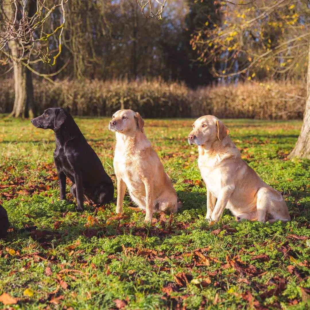 How to teach your dog to stay reliably — Best Mate Dog Training | Treat ...