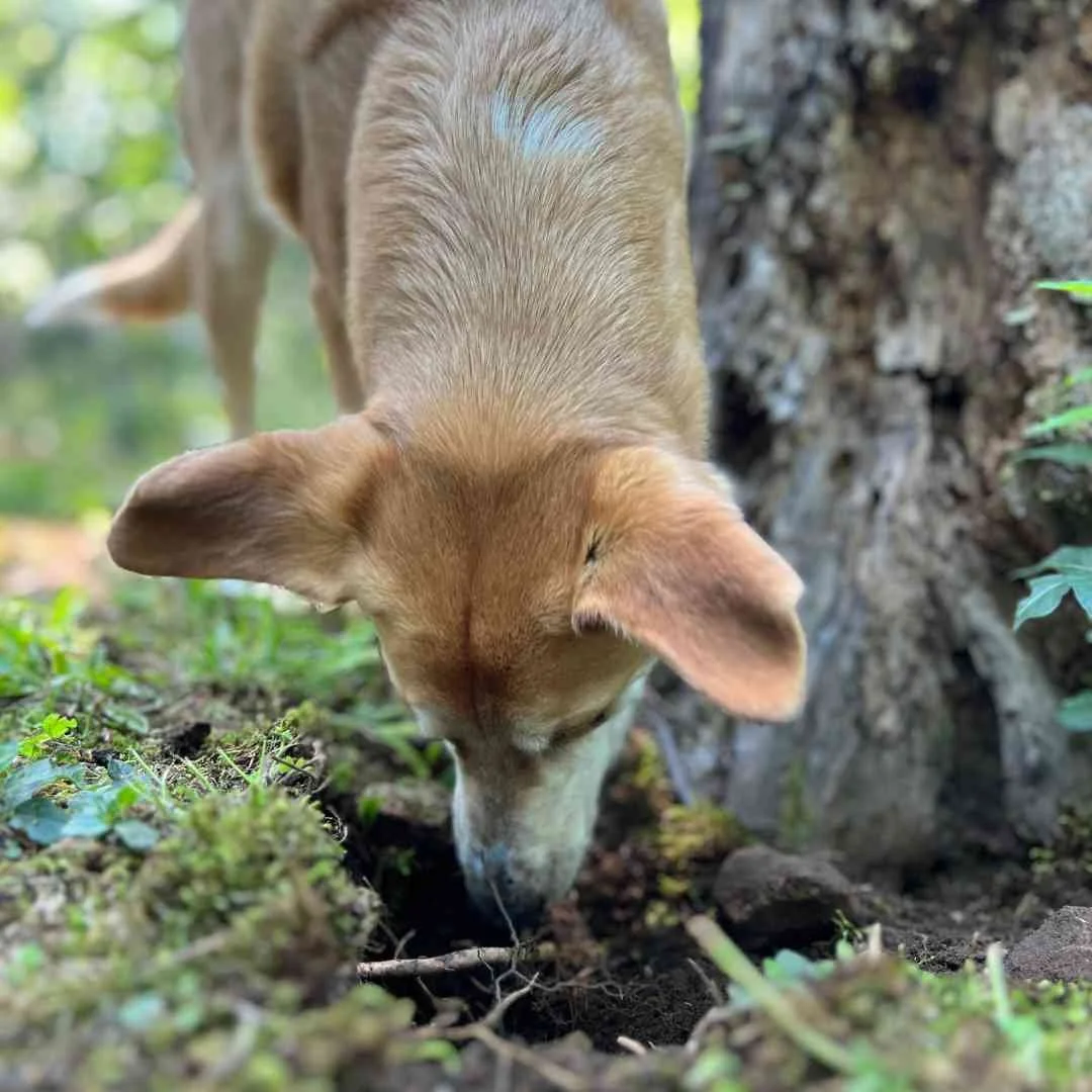 How do you stop dogs digging - the honest, realistic guide. — Best Mate ...