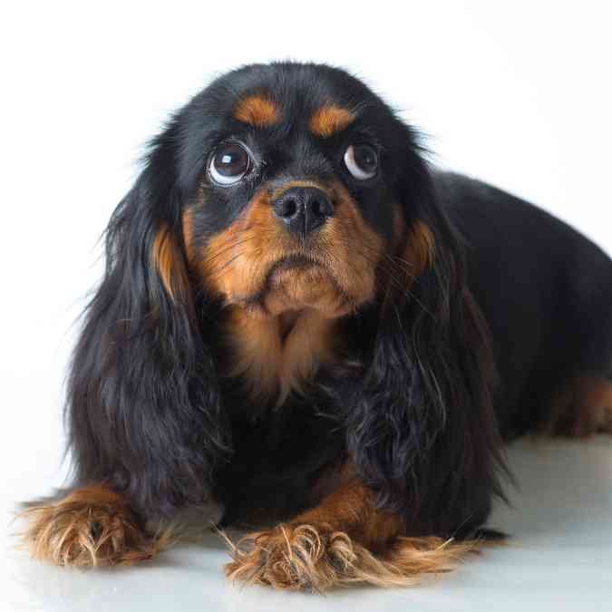 Training Cavalier King Charles Spaniels – The Honest Guide to Training ...