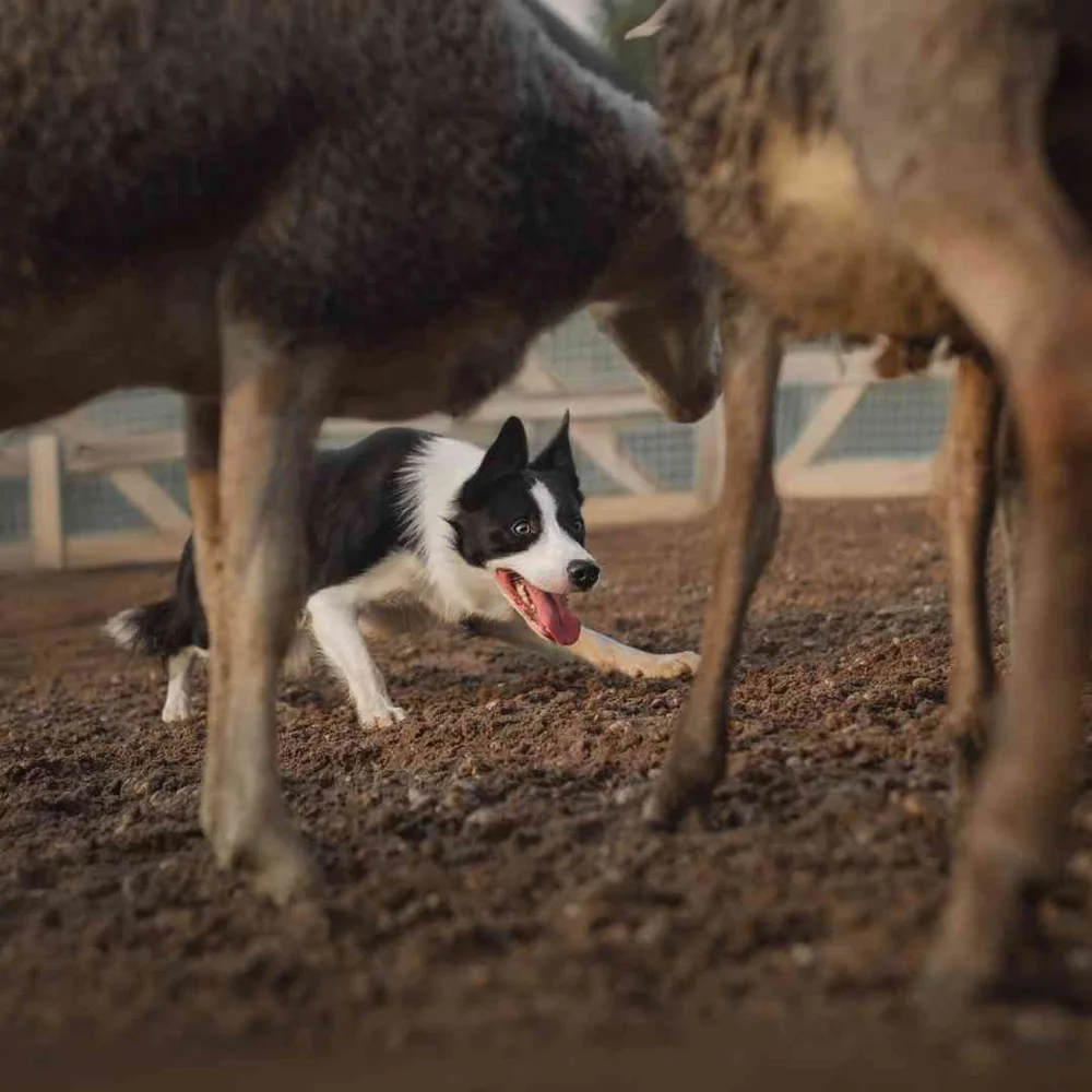 Training a Border Collie - a Realistic, Honest Border Collie Training ...