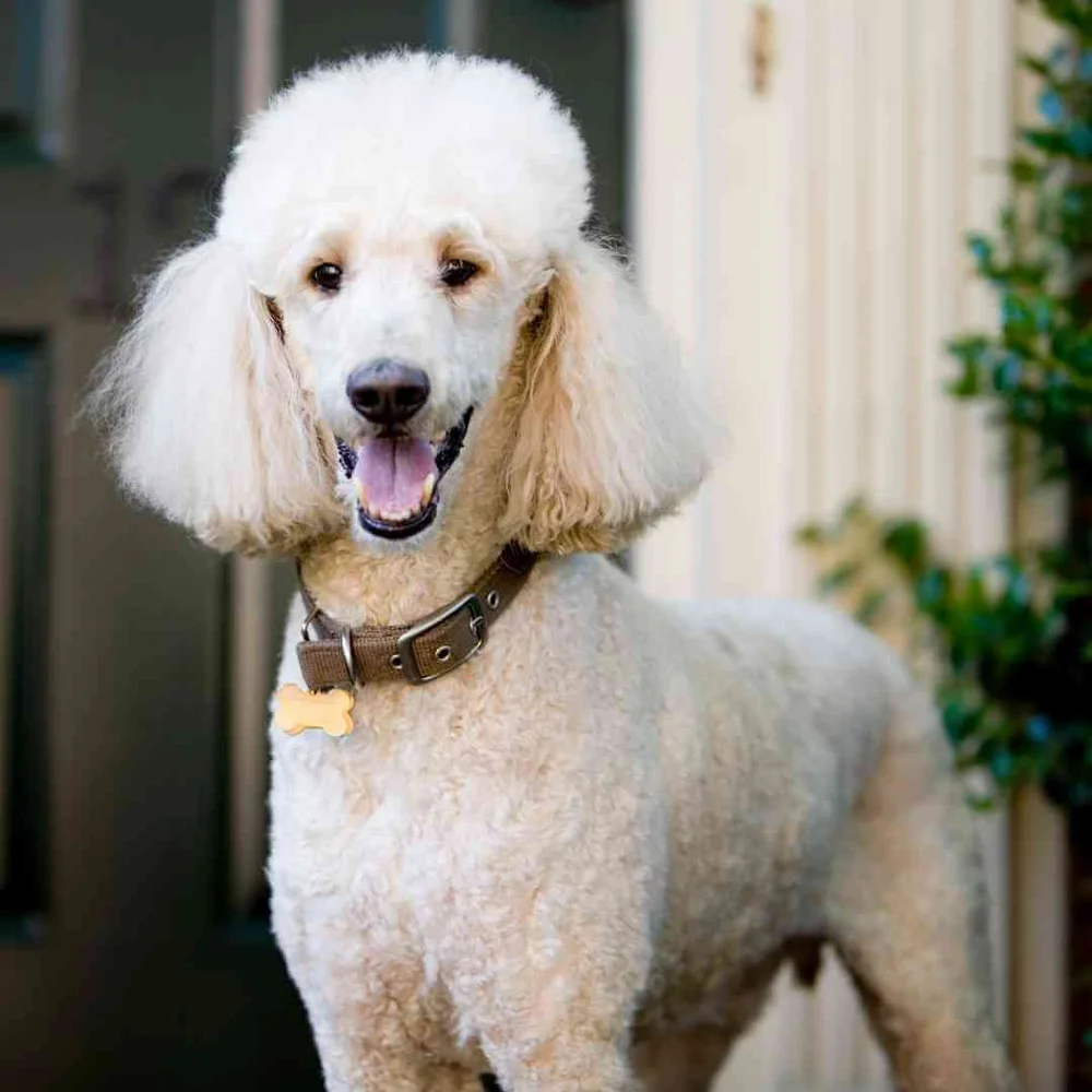 Training a Poodle - a Realistic, Honest Poodle Training Guide — Best ...
