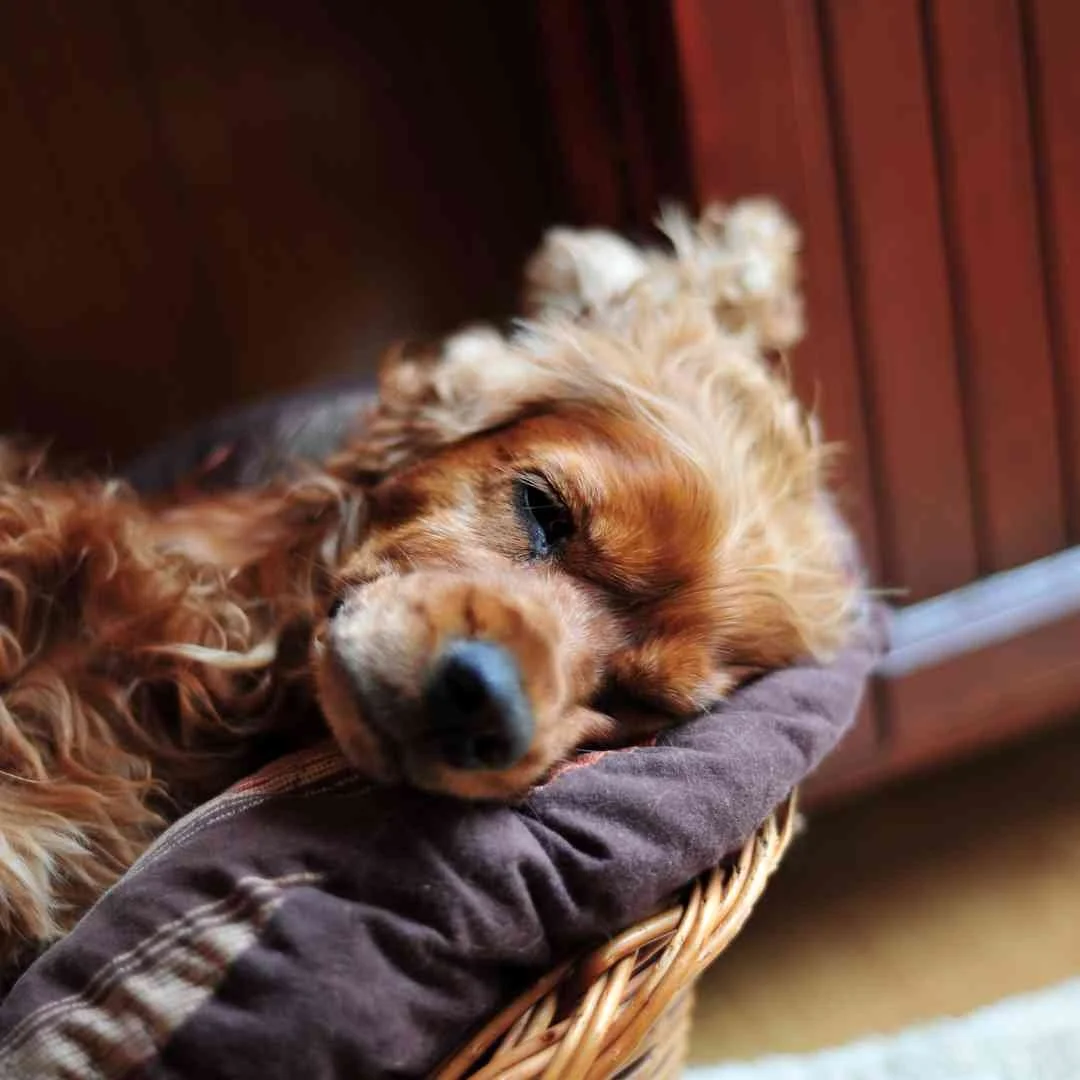 Training Cocker Spaniels - A Realistic, Honest Cocker Spaniel Training ...