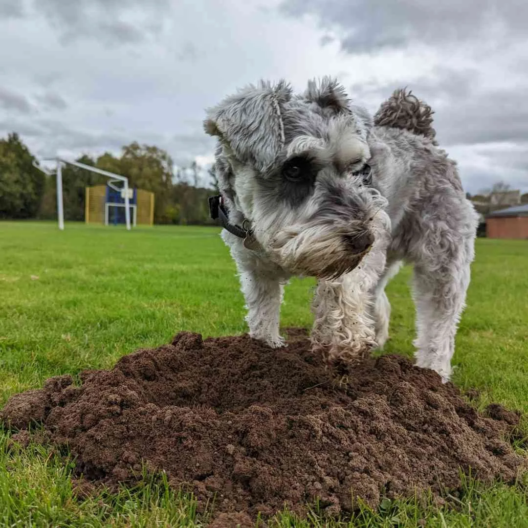 How do you stop dogs digging - the honest, realistic guide. — Best Mate ...