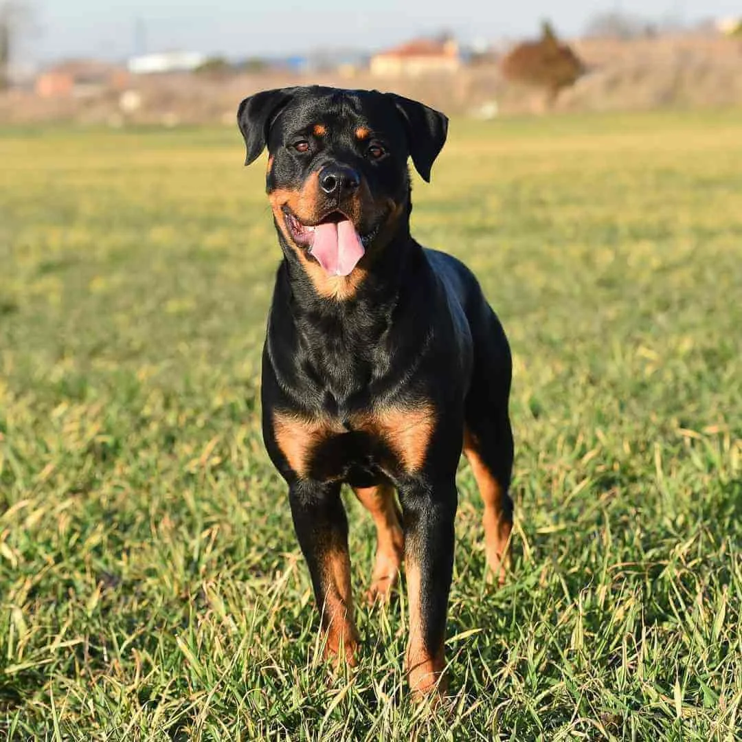 Training Rottweilers - An Honest, Realistic Rottweiler Training Guide ...
