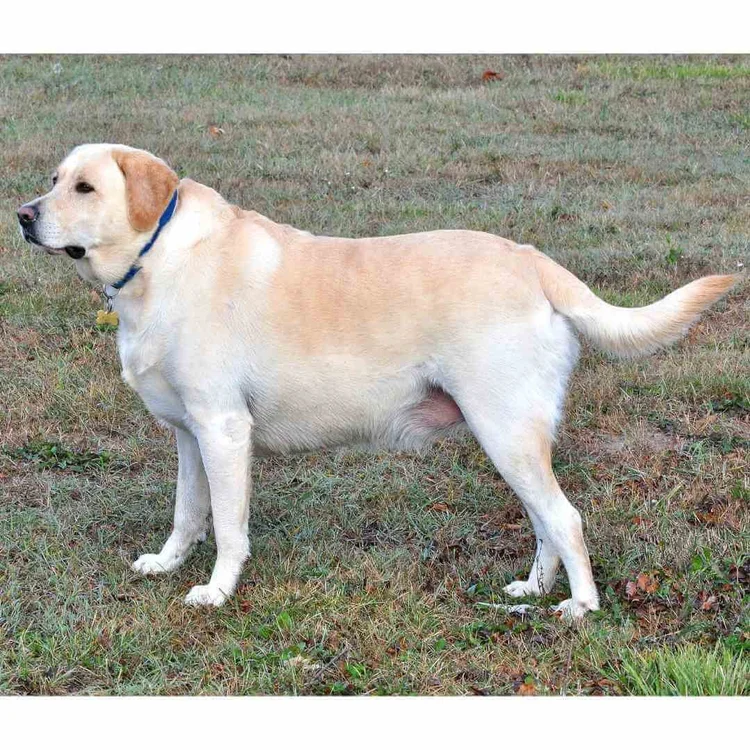 Training Labradors - A Realistic, Honest Labrador Training Guide — Best ...