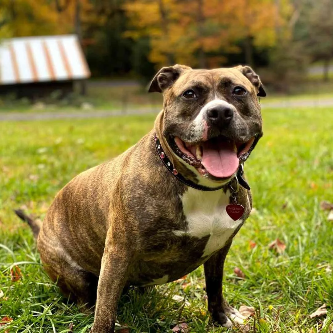 Training a Staffy - a Realistic, Honest Staffy Training Guide — Best ...