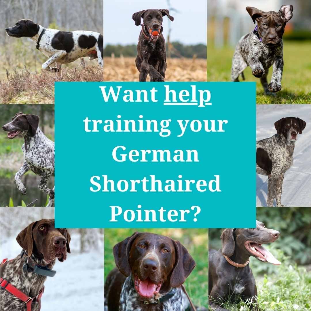 Training GSP - A Realistic, Honest GSP Training Guide — Best Mate Dog ...