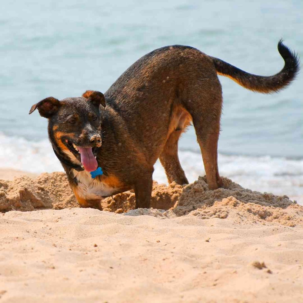How do you stop dogs digging - the honest, realistic guide. — Best Mate ...