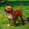 Training a Staffy - a Realistic, Honest Staffy Training Guide — Best ...