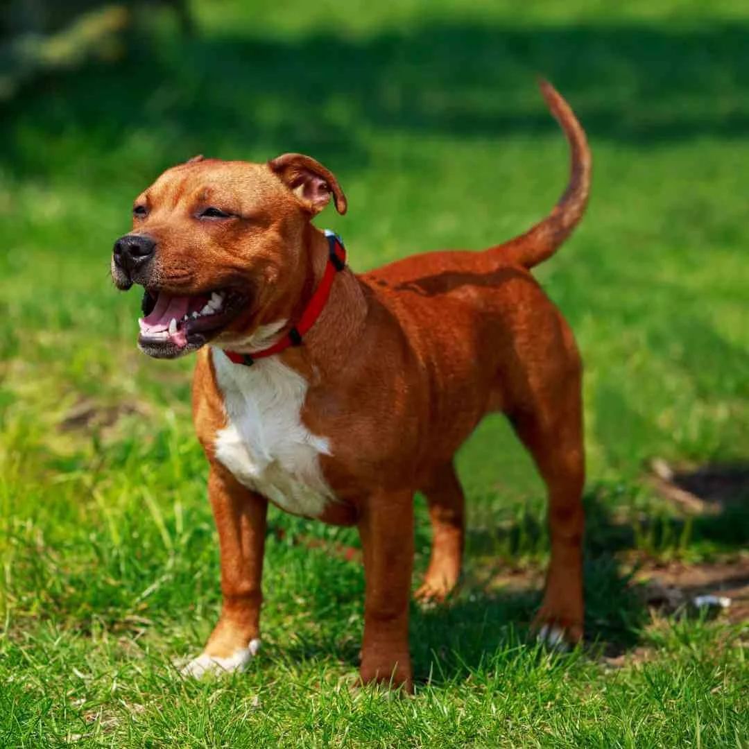 Training a Staffy - a Realistic, Honest Staffy Training Guide — Best ...