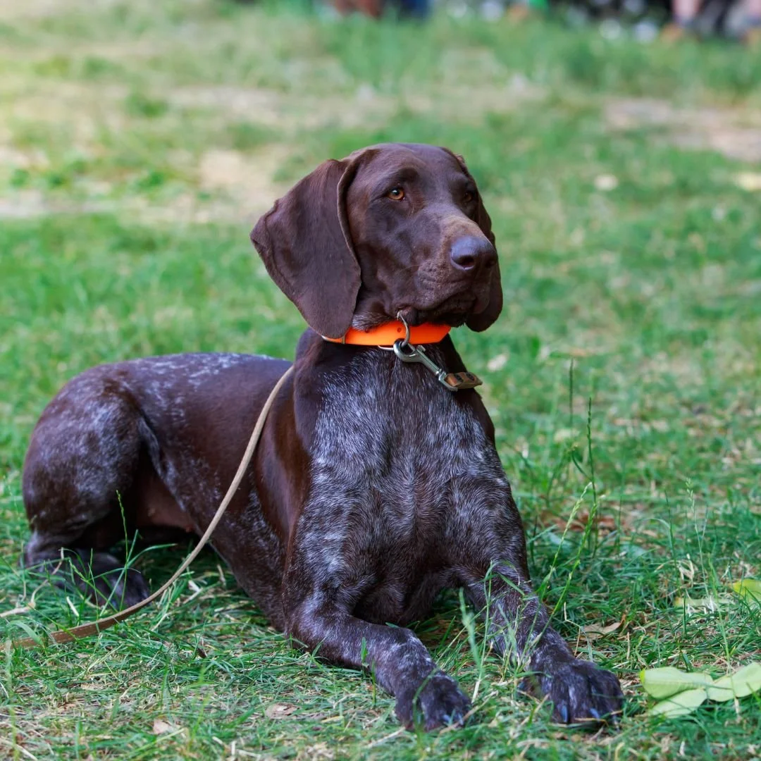 Training GSP - A Realistic, Honest GSP Training Guide — Best Mate Dog ...