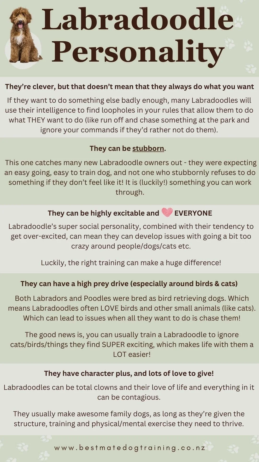 Training Labradoodles - A Realistic & Honest Labradoodle Training Guide ...