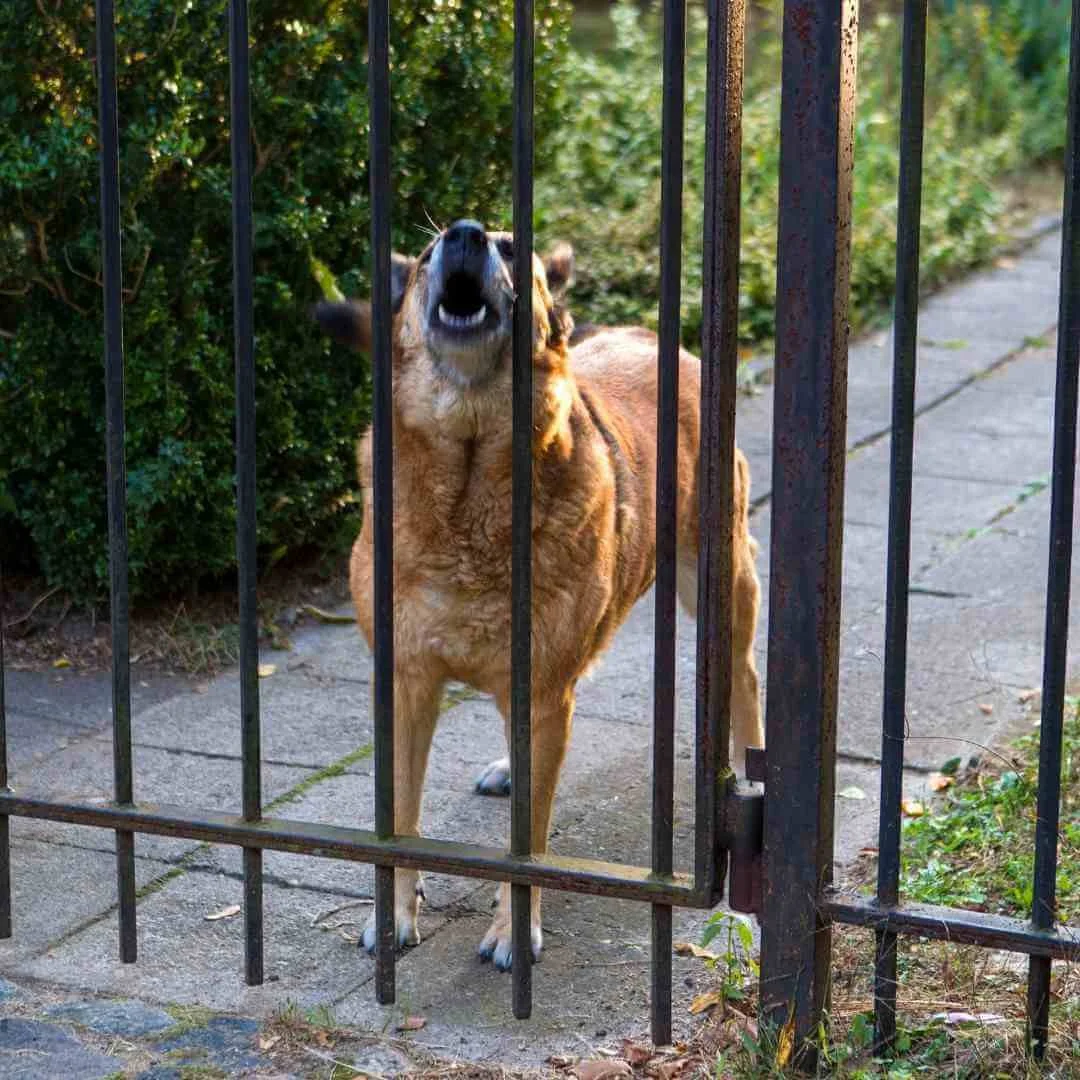 Stopping Your Dog Barking - The Realistic, Honest Guide to Dog Barking ...