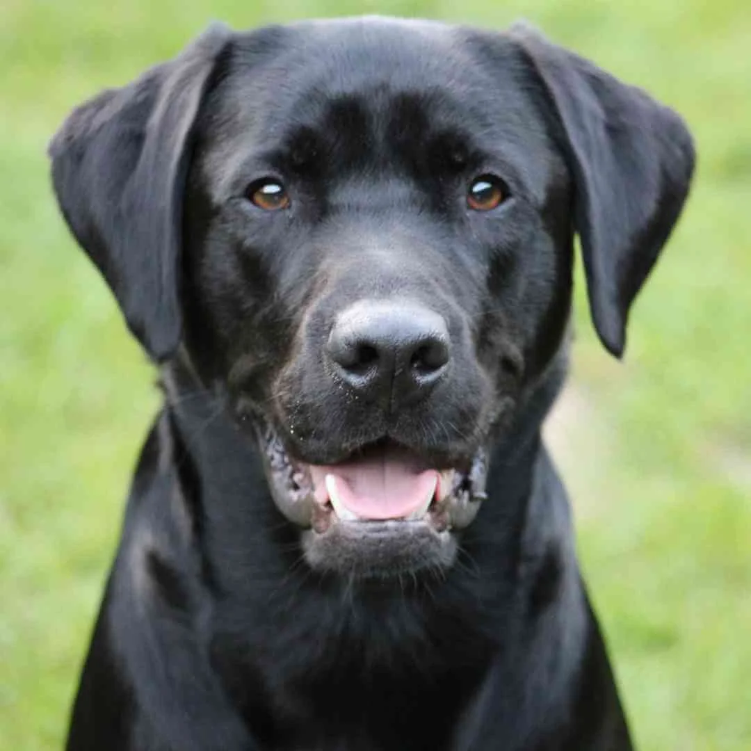 Training Labradors - A Realistic, Honest Labrador Training Guide — Best ...