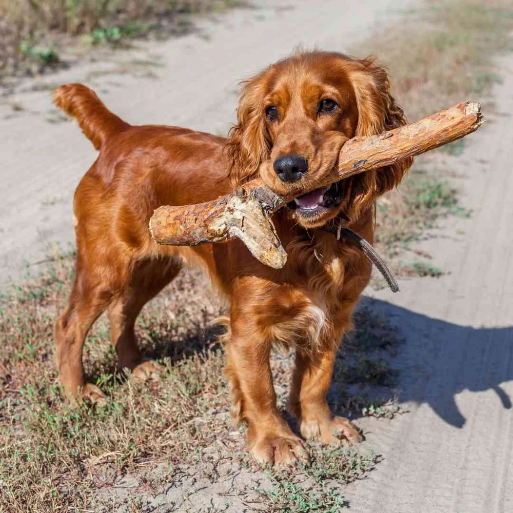 Training Cocker Spaniels - A Realistic, Honest Cocker Spaniel Training ...