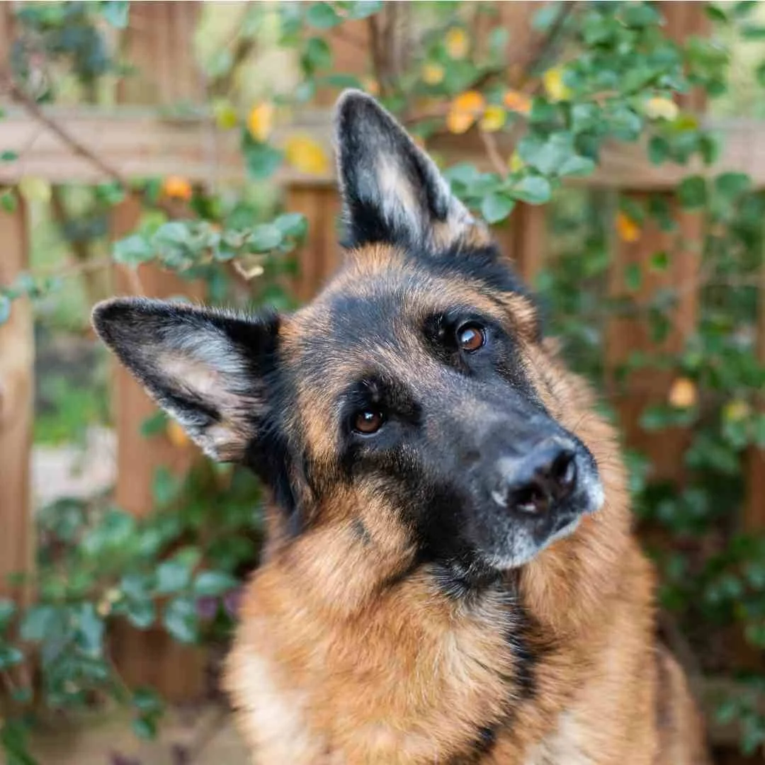 Training German Shepherds - A Realistic, Honest GSD Training Guide ...