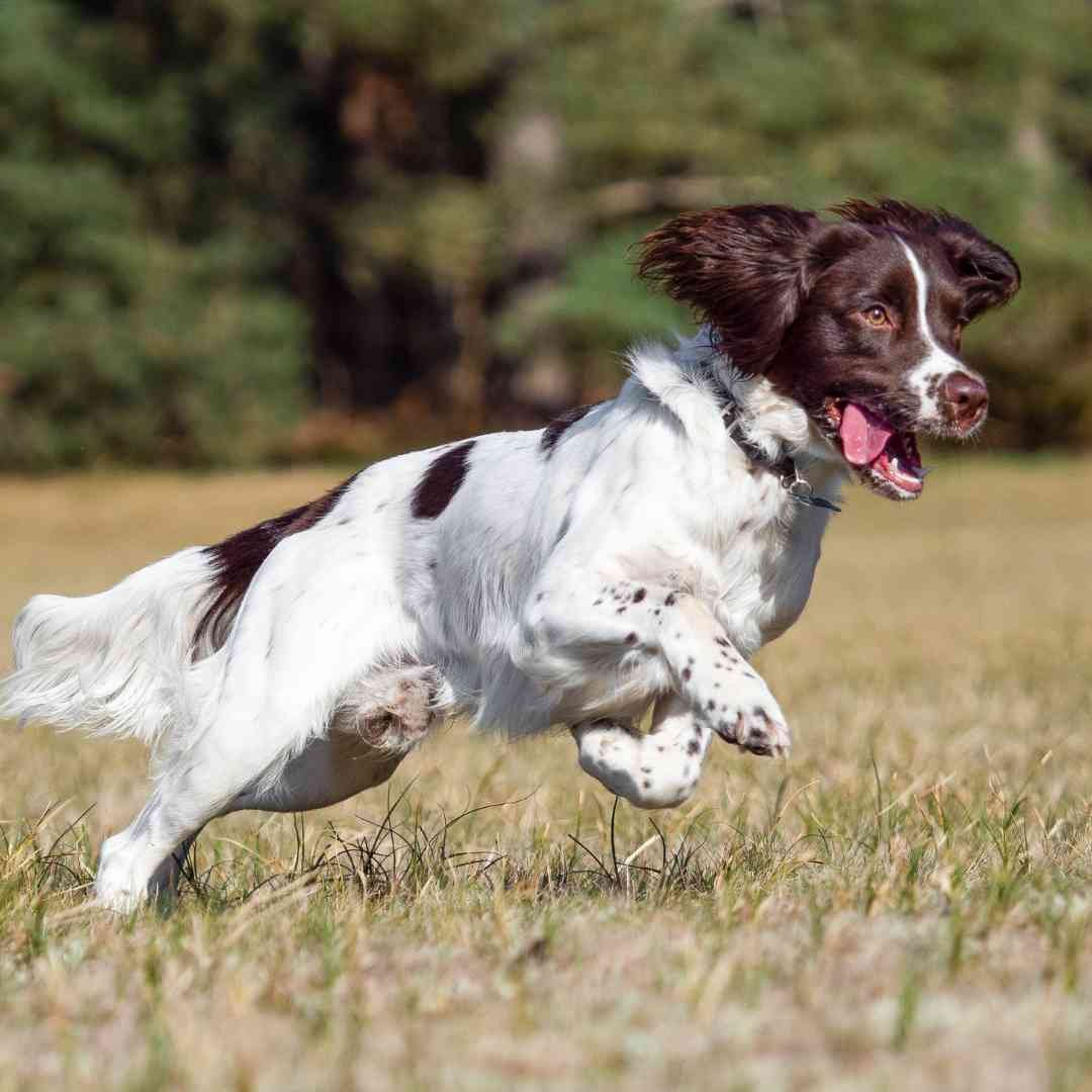Springer Spaniel Dog Training - A Realistic, Honest Springer Spaniel ...