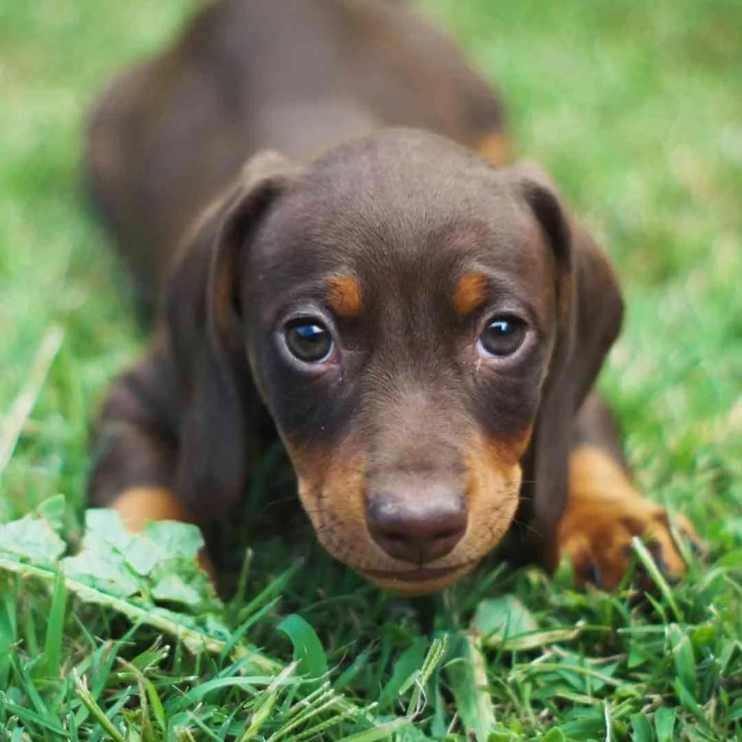 Training Anxious Dogs - The Realistic, Honest Guide to Anxious Dog ...