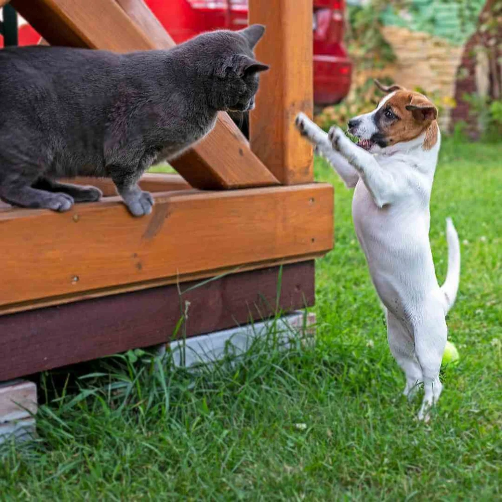 The honest, in-depth guide to stopping your dog chasing cats — Best ...