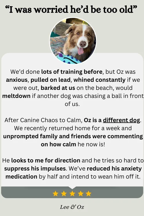 Dog Training for Adult Dogs - A Realistic, Honest Adult Dog Training ...