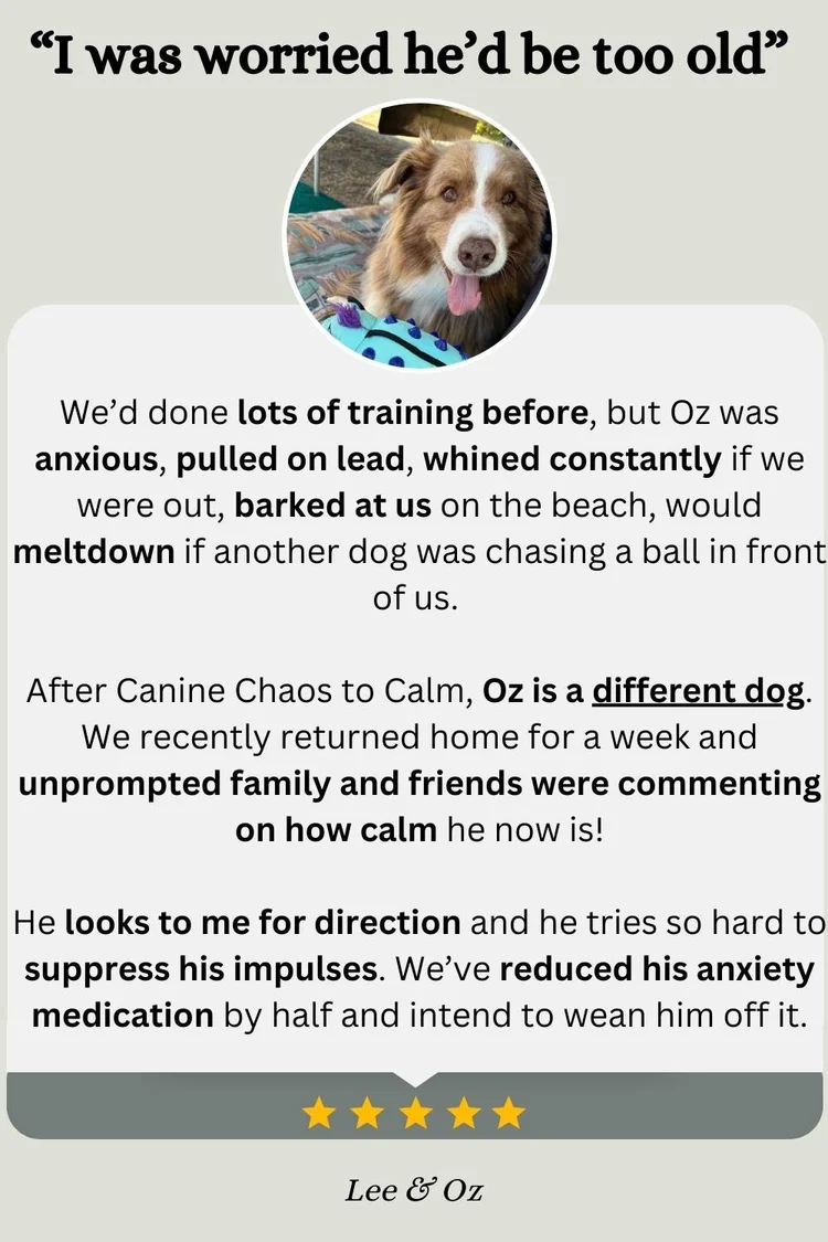 Dog Training for Adult Dogs - A Realistic, Honest Adult Dog Training ...