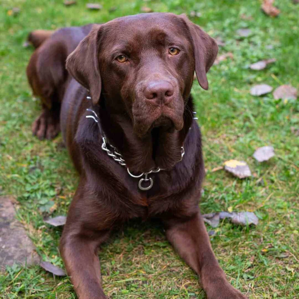 Training Anxious Dogs - The Realistic, Honest Guide to Anxious Dog ...