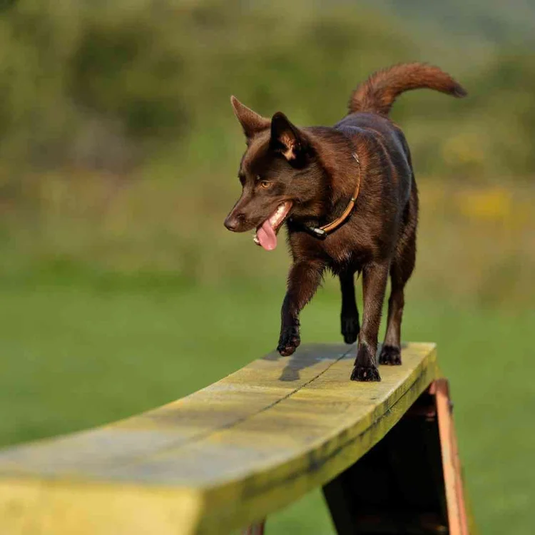 Training Kelpies (as pets) - A Realistic, Honest Kelpie Training Guide ...