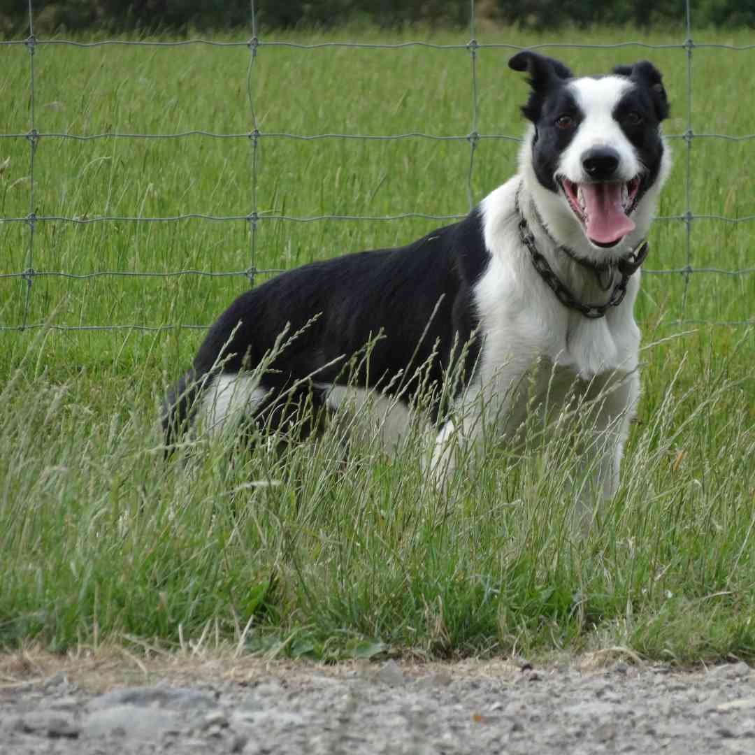 Training Heading Dogs (As Pets) – An Honest NZ Heading Dog Training ...