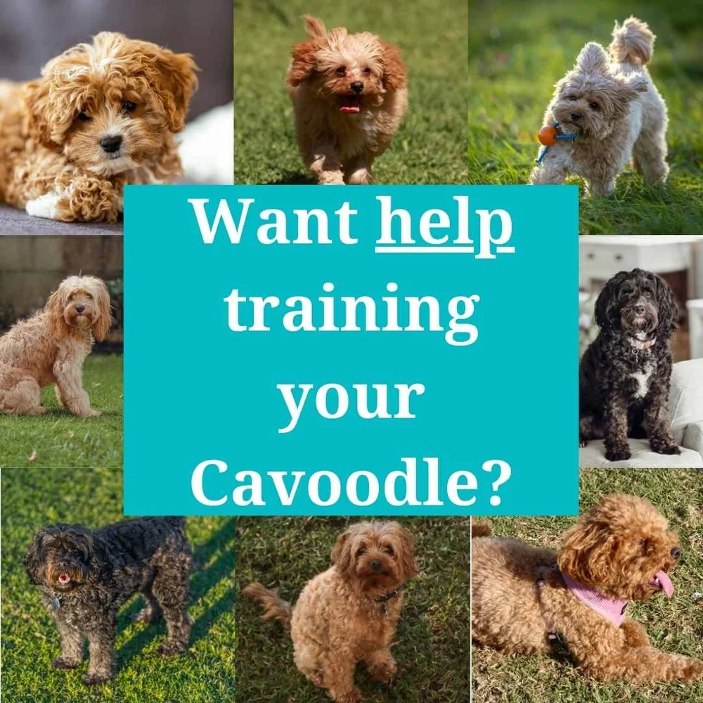 Training Cavoodles - A Realistic & Honest Cavoodle Training Guide ...