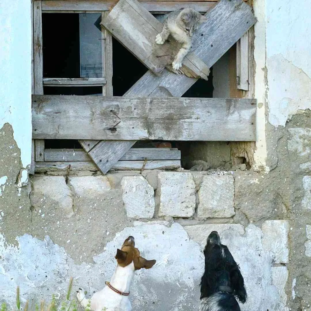 The honest, in-depth guide to stopping your dog chasing cats — Best ...