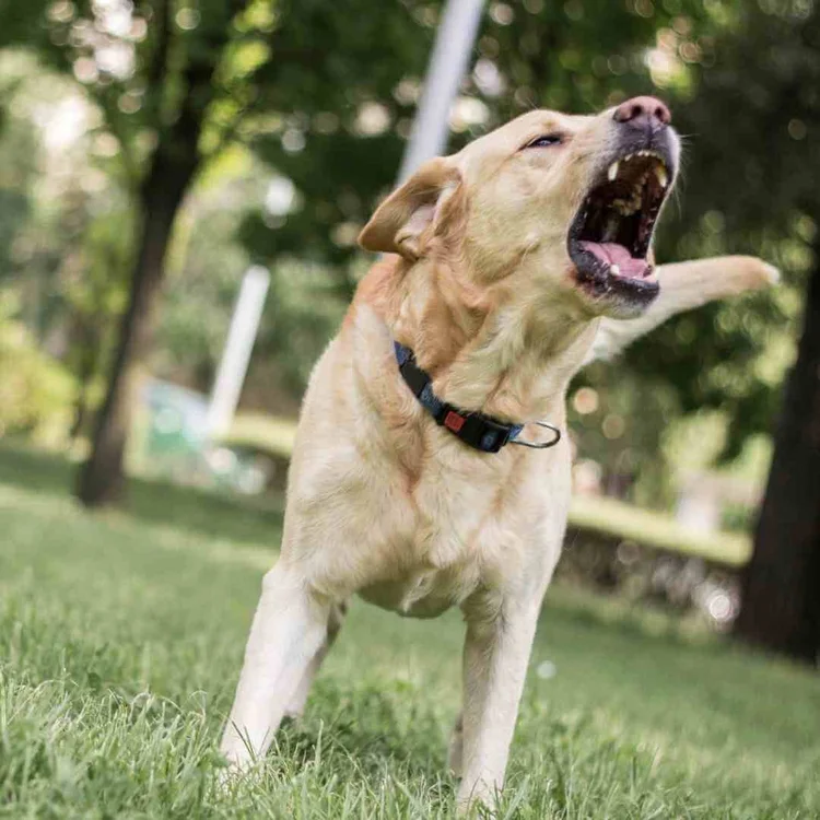 Training Labradors - A Realistic, Honest Labrador Training Guide — Best ...